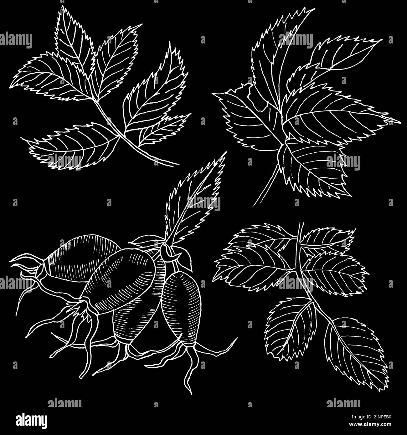 Graphic branch og eglantine rose flower with barries on white ...