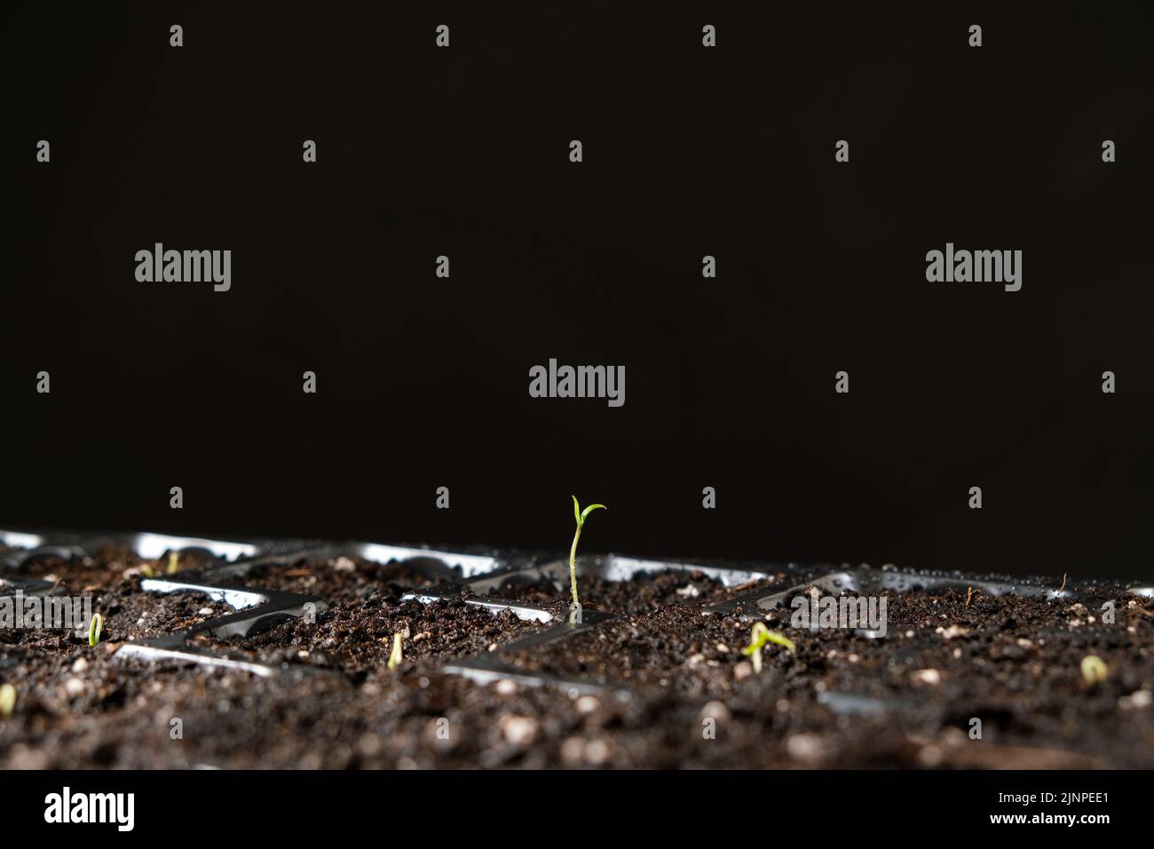 Growing tomatoes from seeds, step by step. Step 4 - the first sprout ...