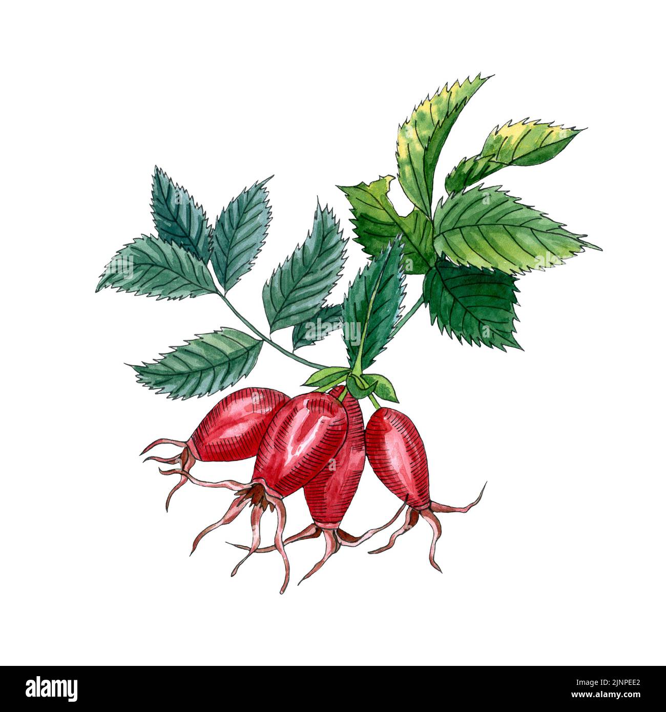 Dog rose (eglantine rose, rubiginosa), rose hip branch with berries and ...