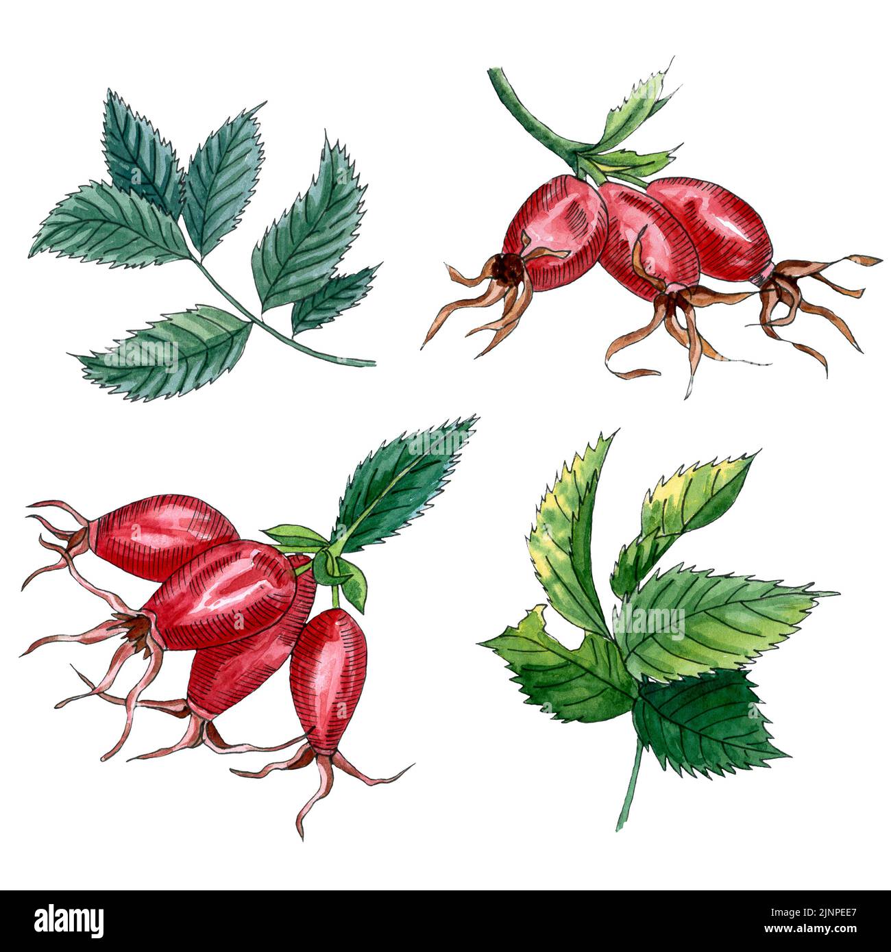 Dog rose (eglantine rose, rubiginosa), rose hip branch with berries and ...