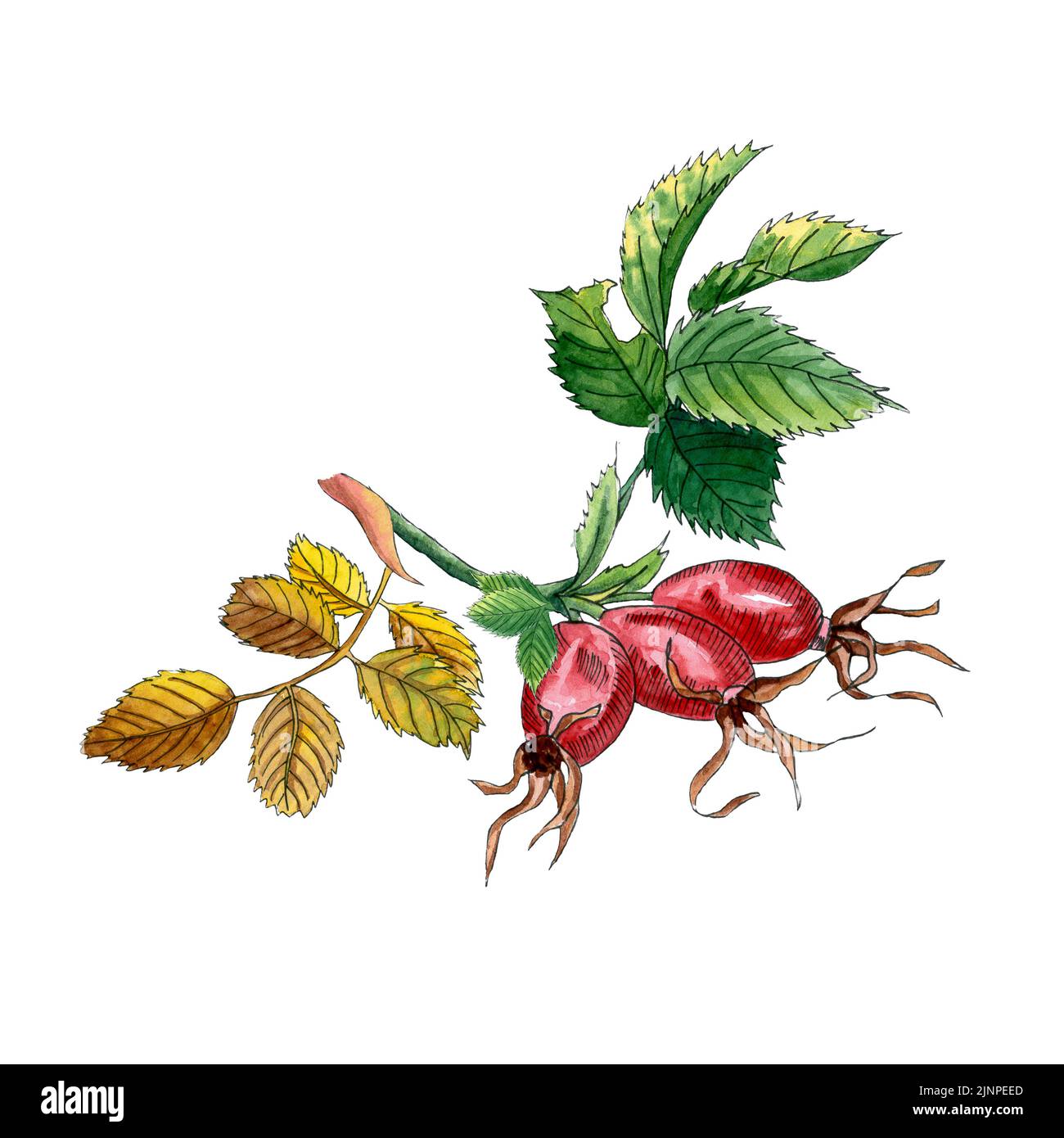 Dog rose (eglantine rose, rubiginosa), rose hip branch with berries and ...