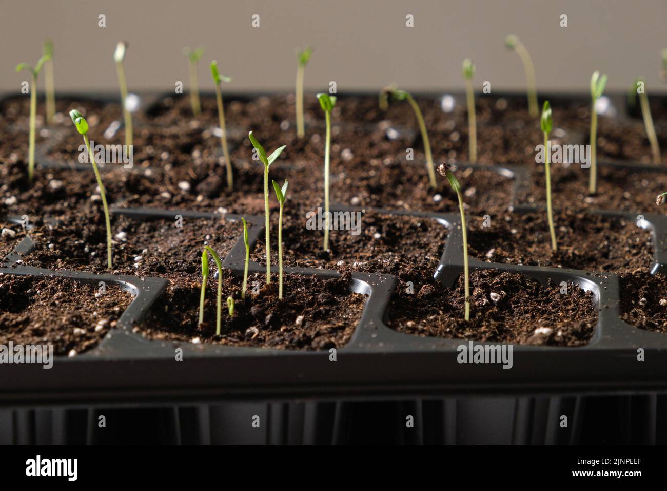 Growing tomatoes from seeds, step by step. Step 6 - many sprouts ...