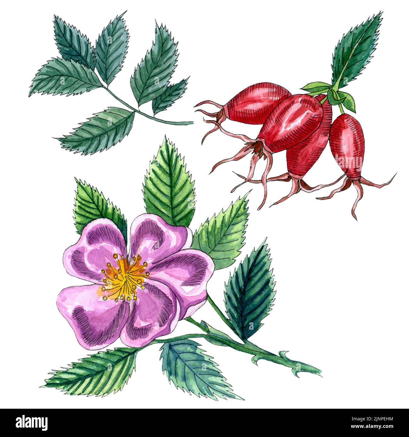 Dog rose (eglantine rose, rubiginosa), rose hip branch with berries and ...