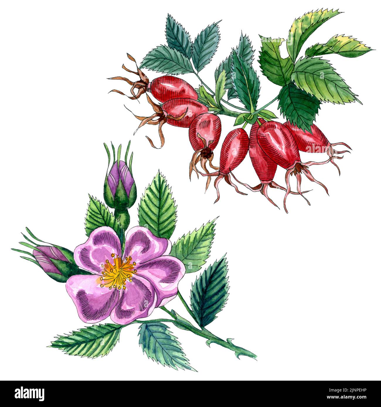 Dog rose (eglantine rose, rubiginosa), rose hip branch with berries and ...