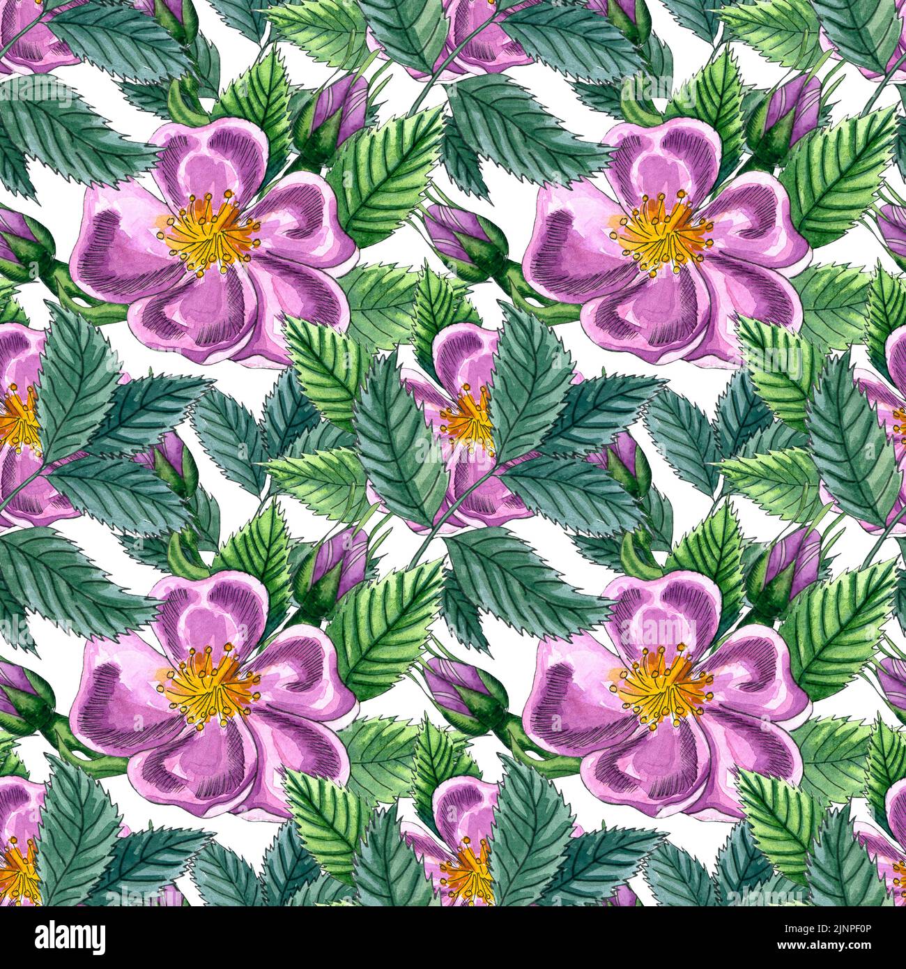 Floral seamless pattern with pink wild rose, rose hip, dog rose, green ...