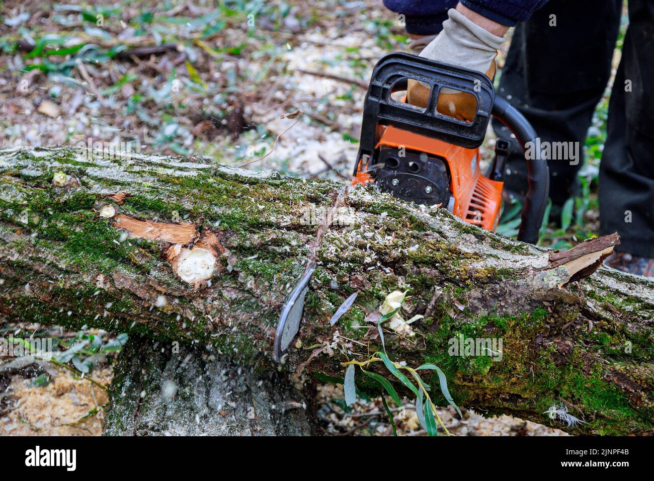 Following a hurricane, a tree fell in the forest and was cut down with ...