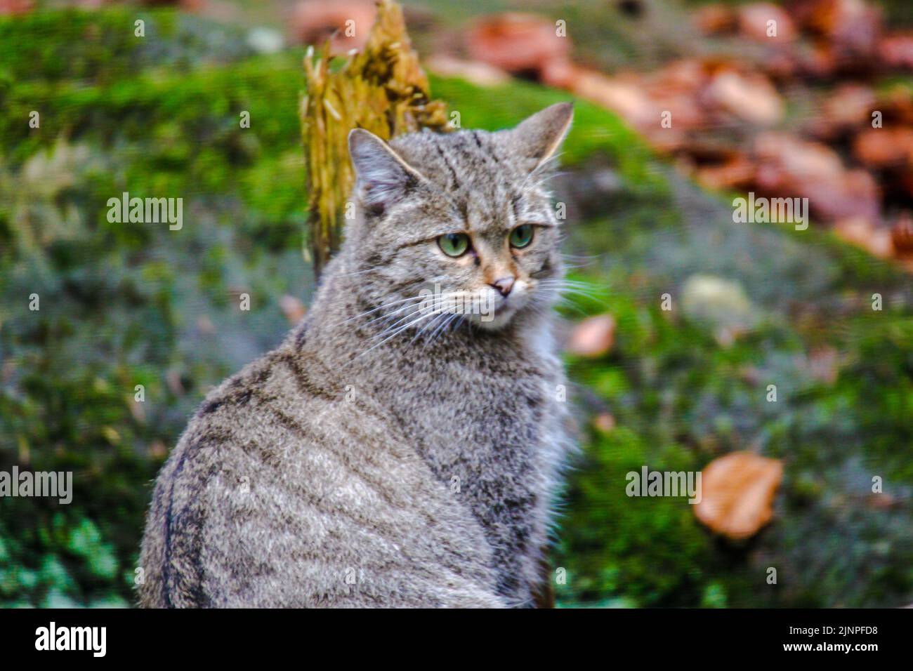 Wildcat in the bavarian forest national park, Germany Stock Photo - Alamy