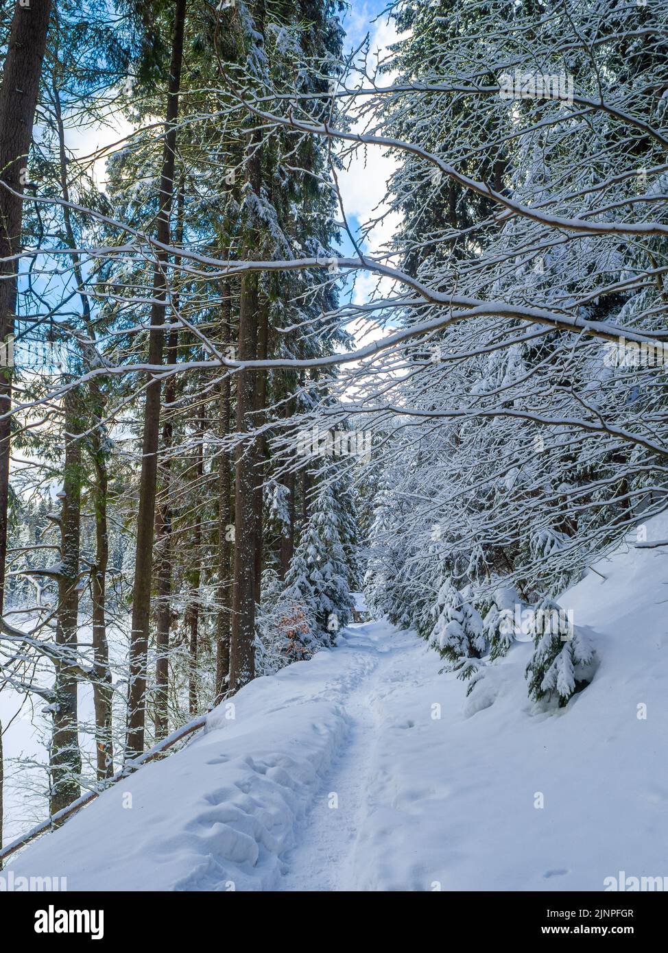 Forest way trail amazing hi-res stock photography and images - Alamy