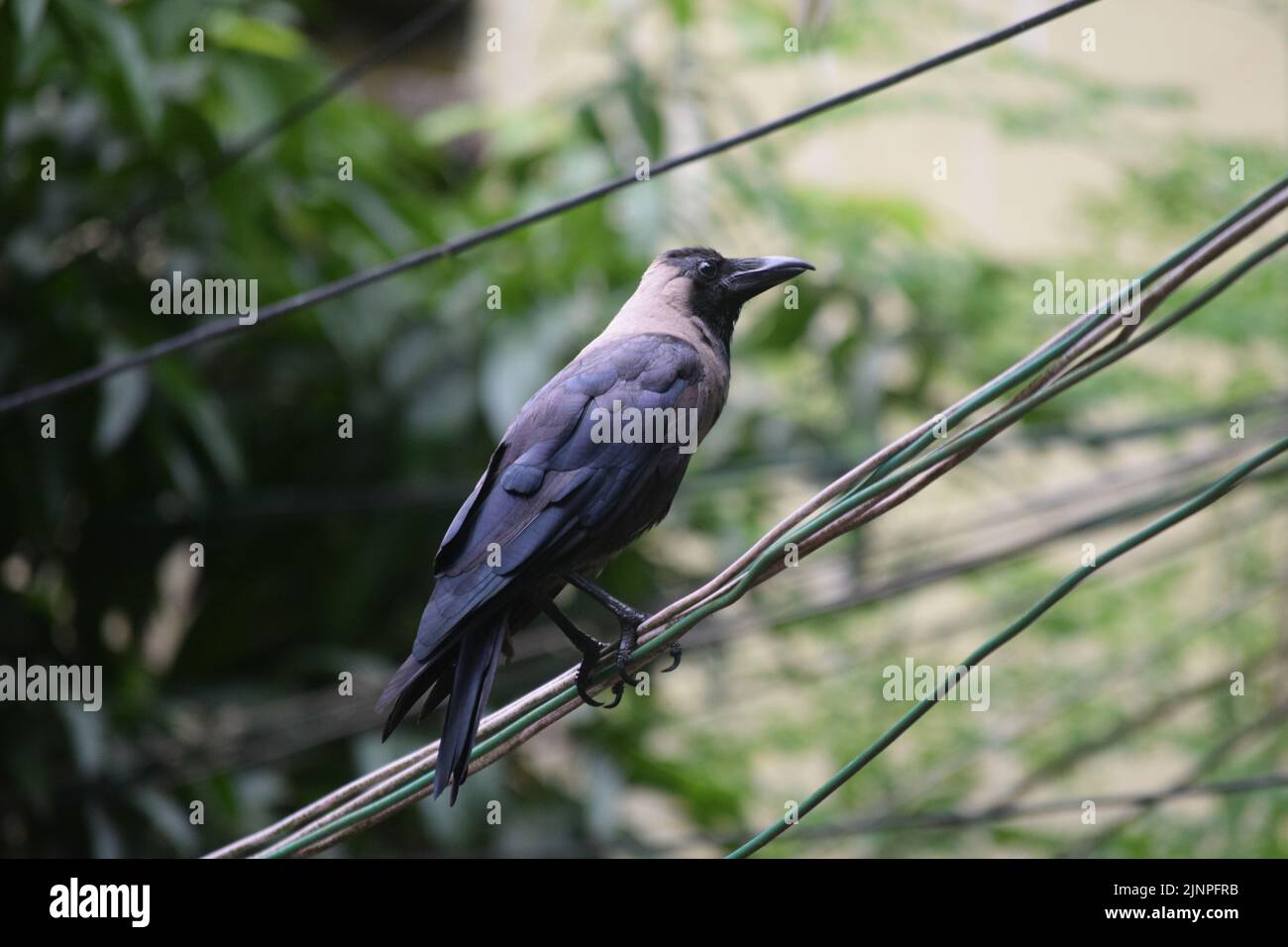 The common crow Stock Photo - Alamy