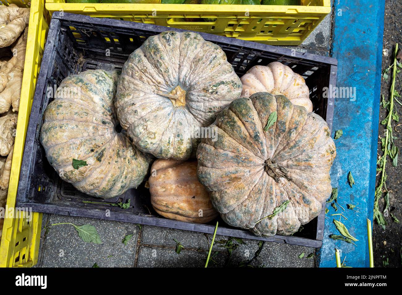 Fusarium wilt hi-res stock photography and images - Alamy