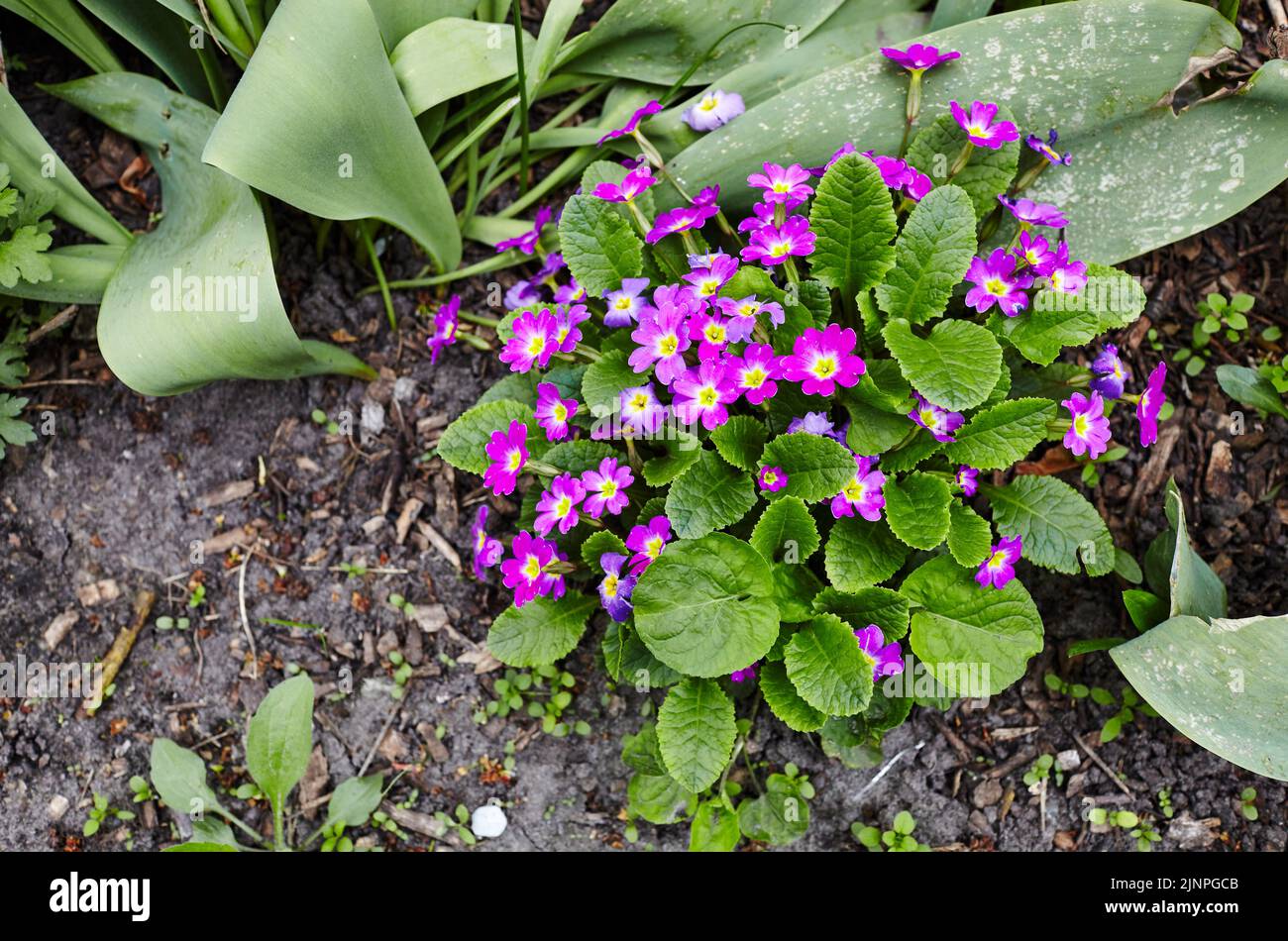 Purple primulas. Close up beautiful primulas flowers and leaf (primula ...