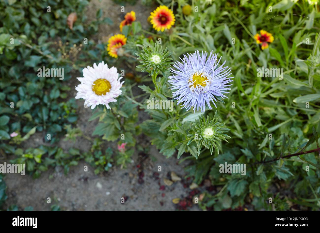Aster flowers in the garden. A bush of beautiful plant in summer light ...