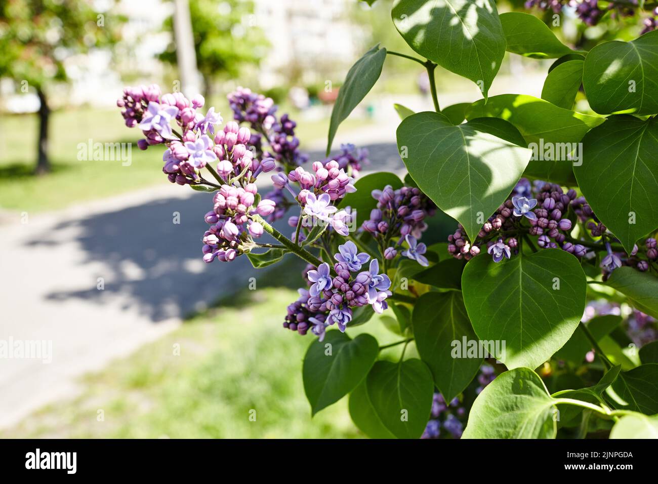 Beautiful lilac flowers branch on a green background, natural spring ...