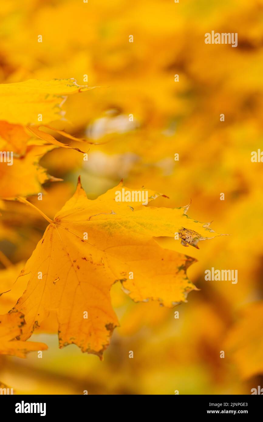 Maple leaves on a blurred background. Autumn golden maple leaves on ...