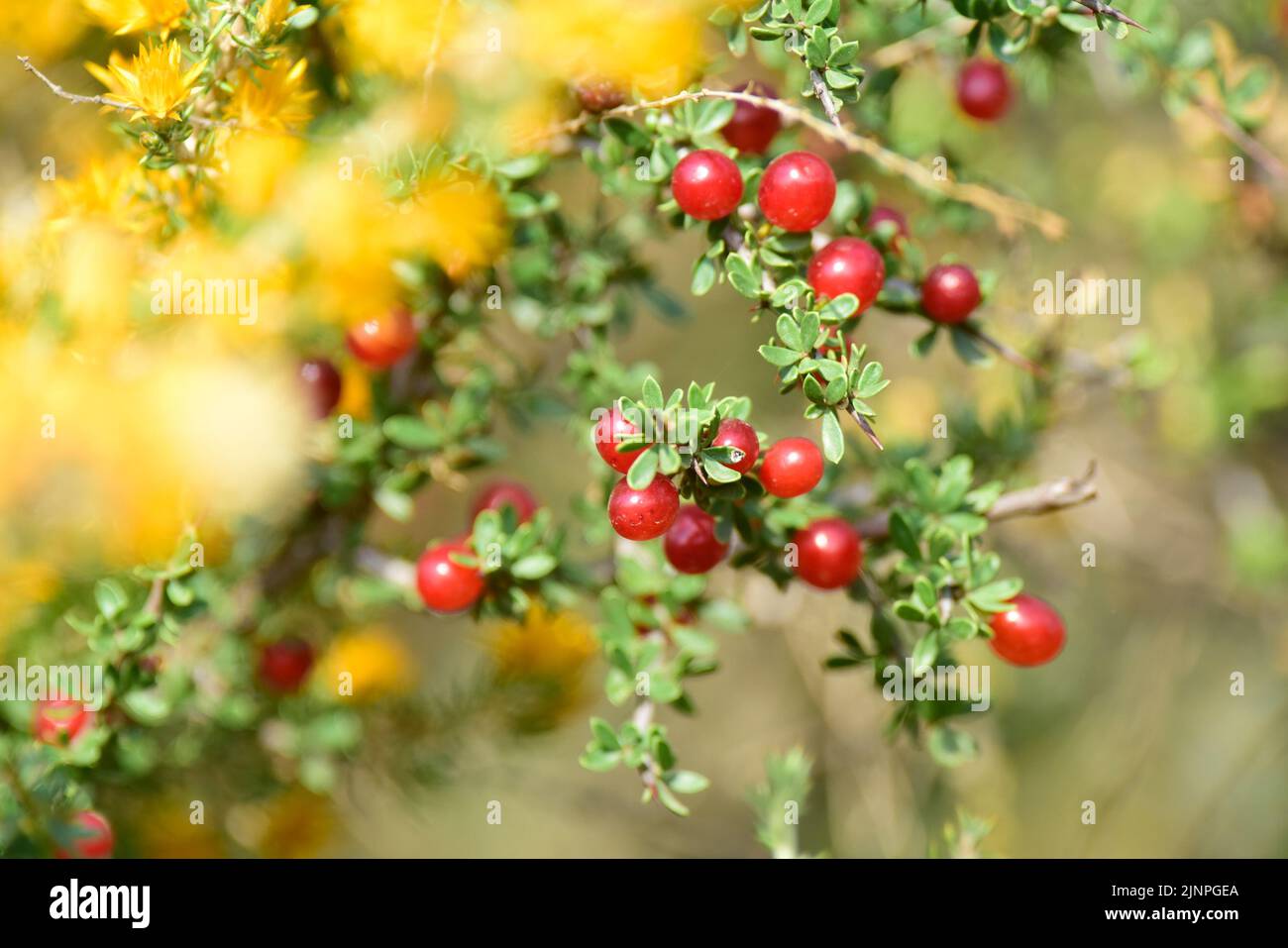 Piquillin condalia microphylla hi-res stock photography and images - Alamy