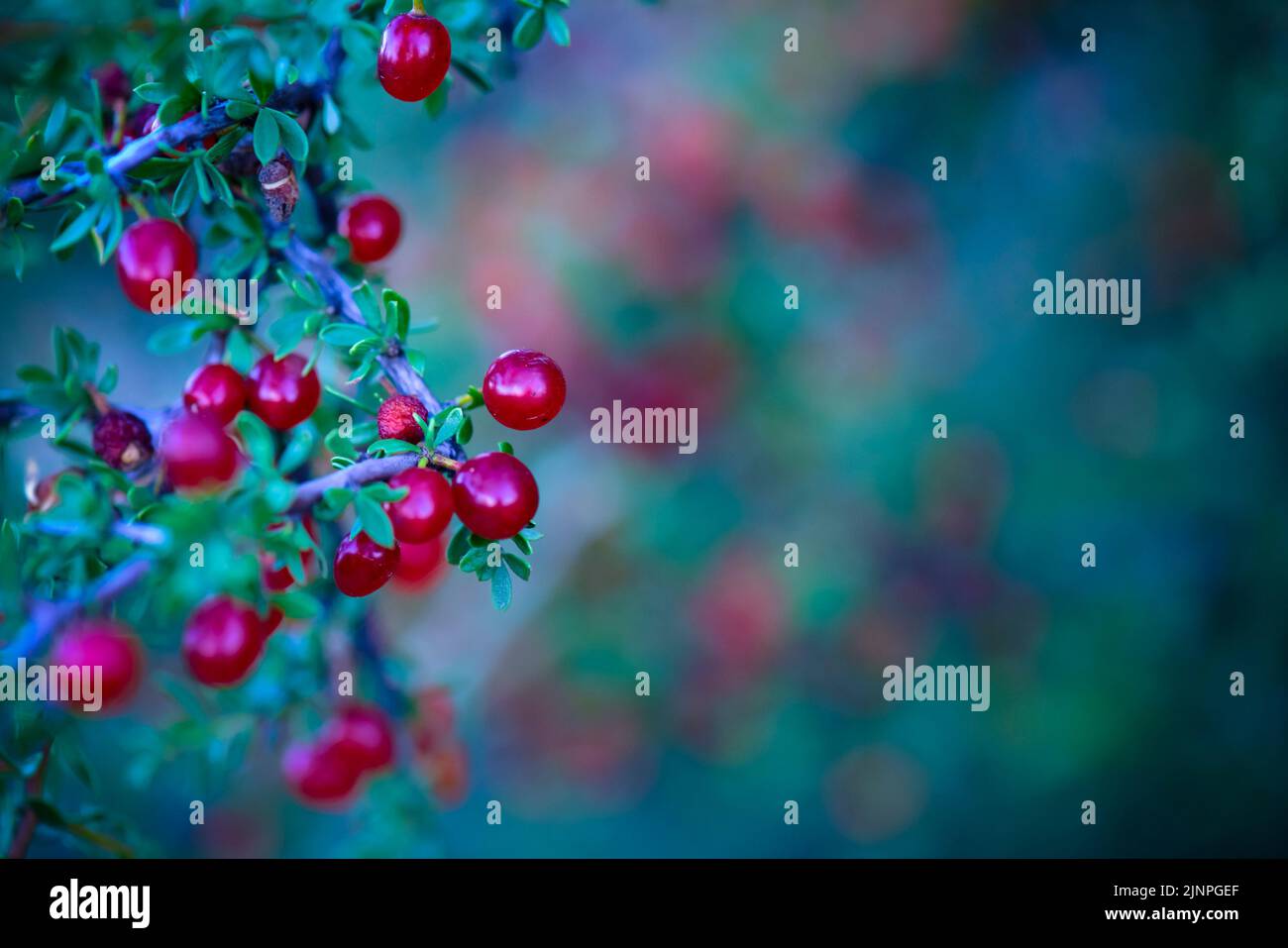 Wild fruits in Calden Forest environement, Piquillin, Condalia ...