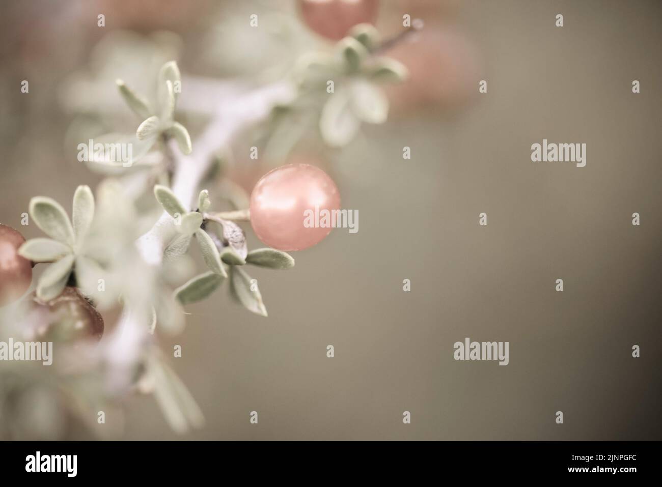 Wild fruits in Calden Forest environement, Piquillin, Condalia ...