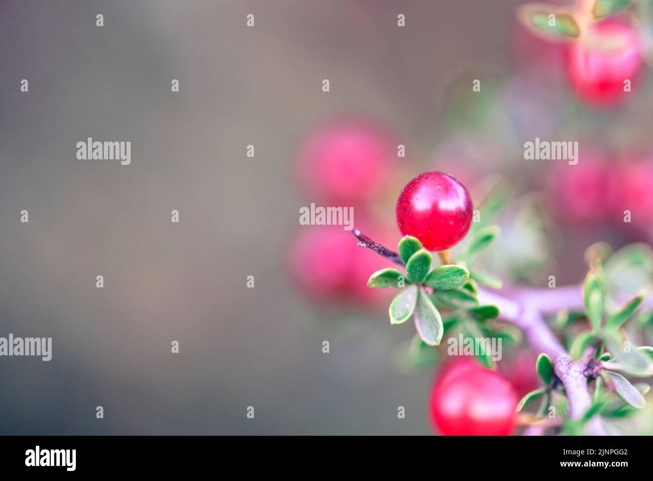 Wild fruits in Calden Forest environement, Piquillin, Condalia ...