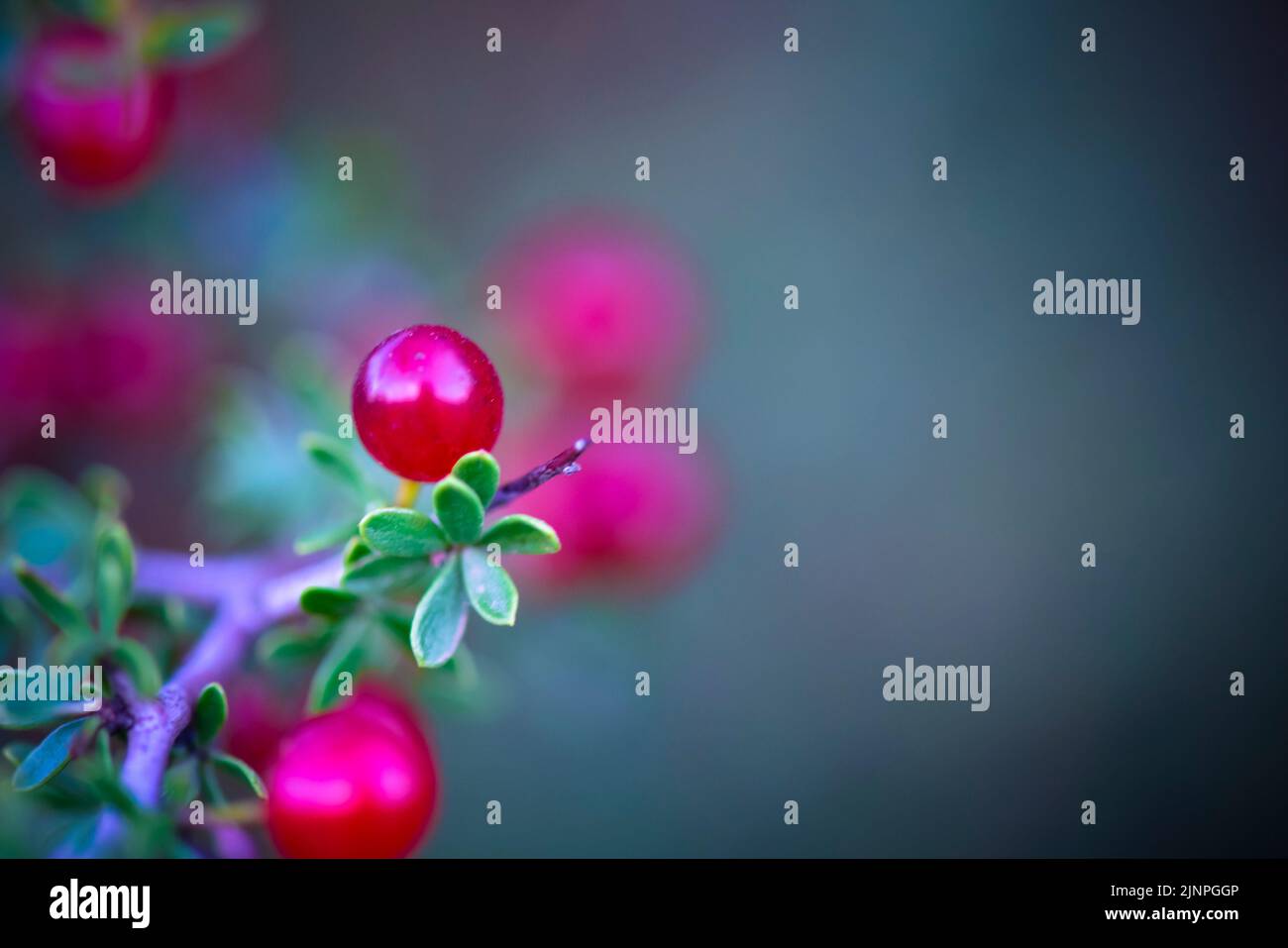 Wild fruits in Calden Forest environement, Piquillin, Condalia ...