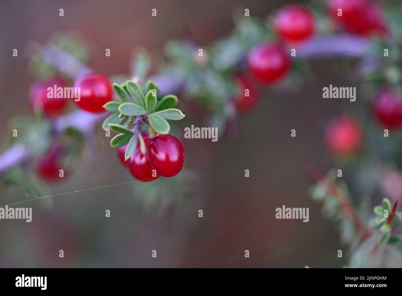 Wild fruits in Calden Forest environement, Piquillin, Condalia ...