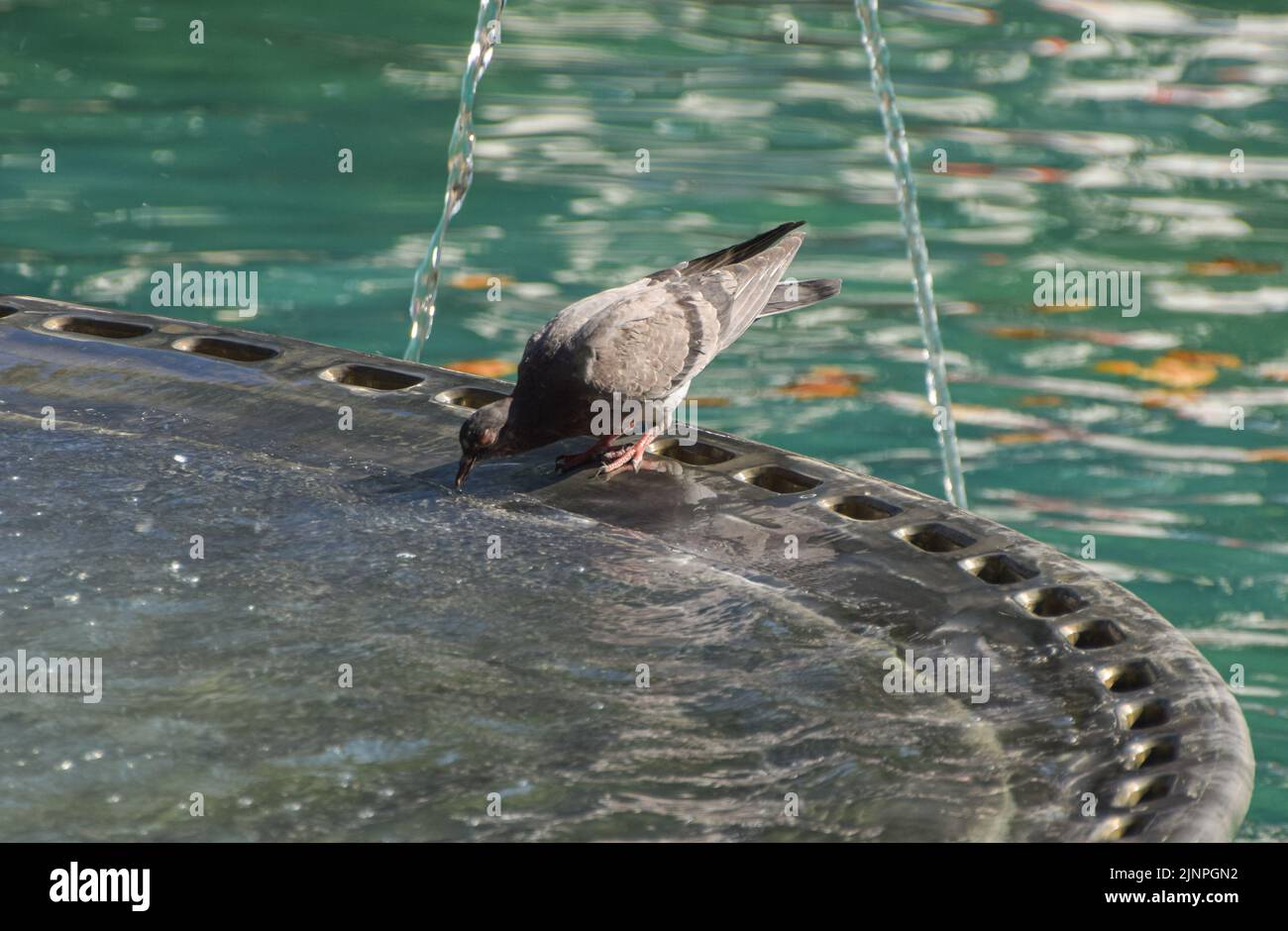 Pigeon swimming pool bird hi-res stock photography and images - Alamy
