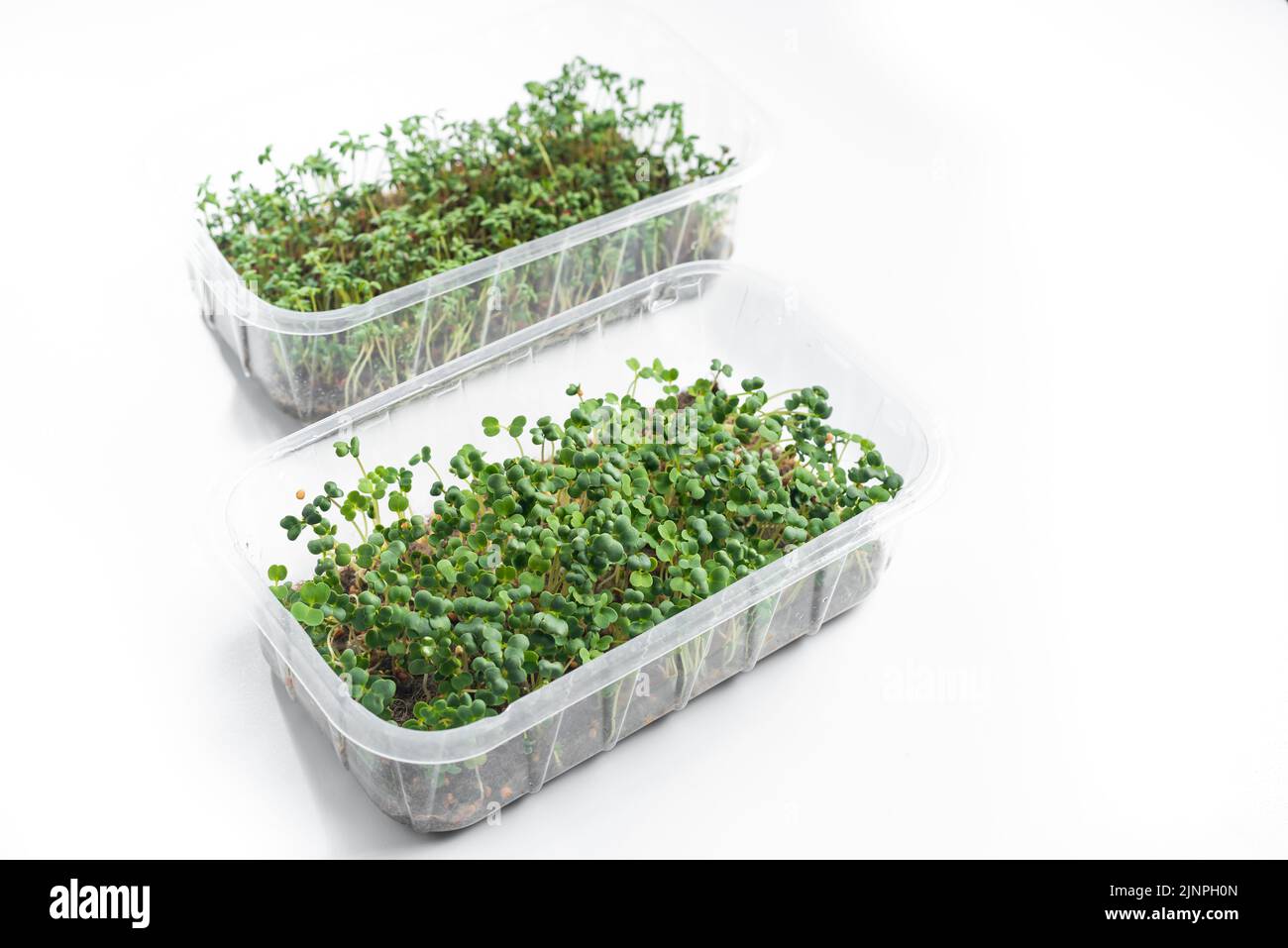 Microgreens in containers on a white background. Isolate Stock Photo ...