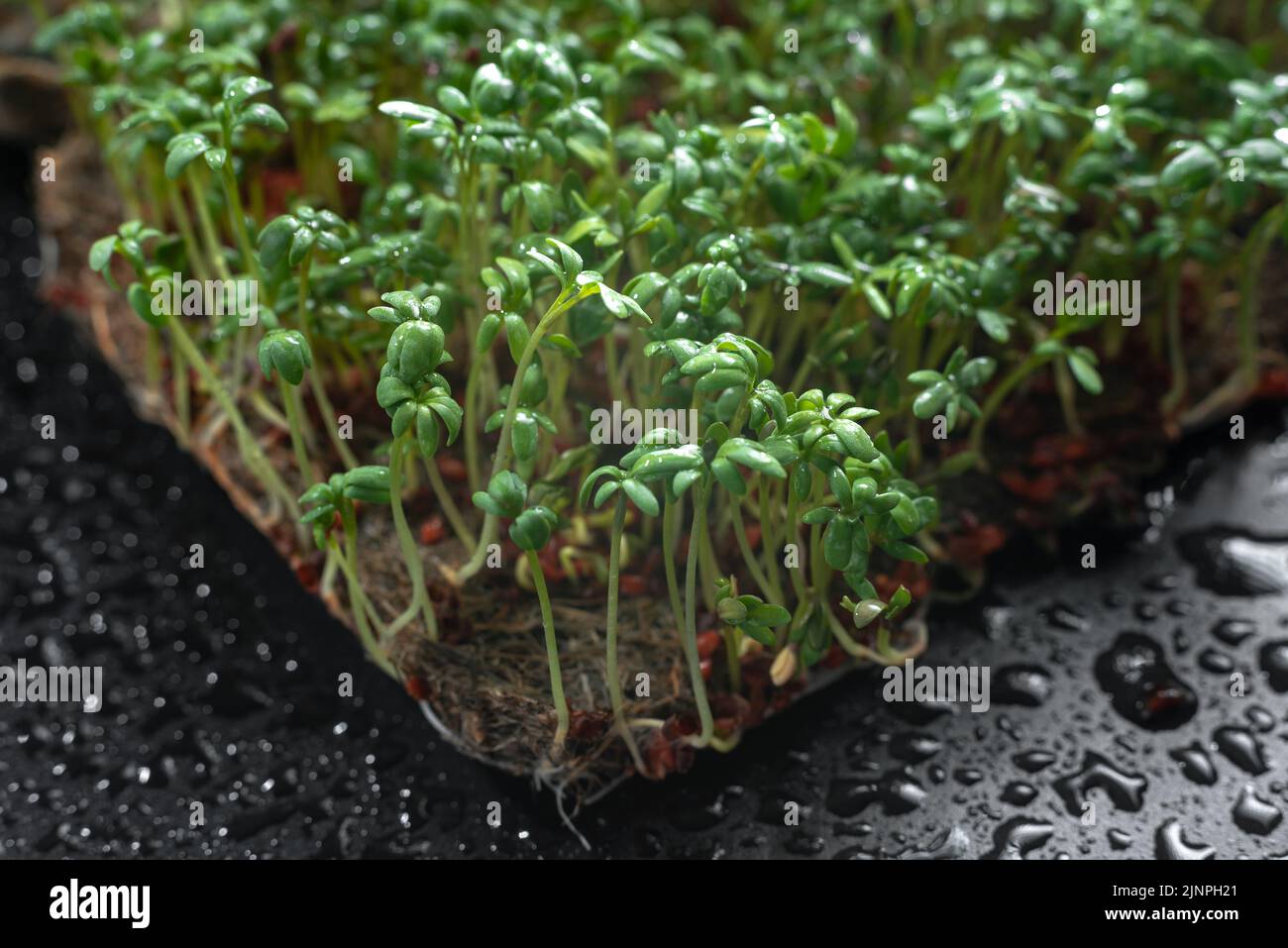 Close-up microgreens with roots. Microgreens healthy eating Stock Photo ...
