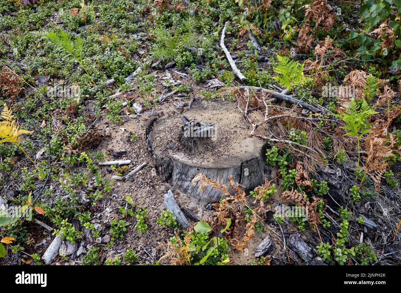 Tree stump in a bright forest. Tree stump after deforestation Stock ... Tree stump in a bright forest. Tree stump after deforestation Stock ...