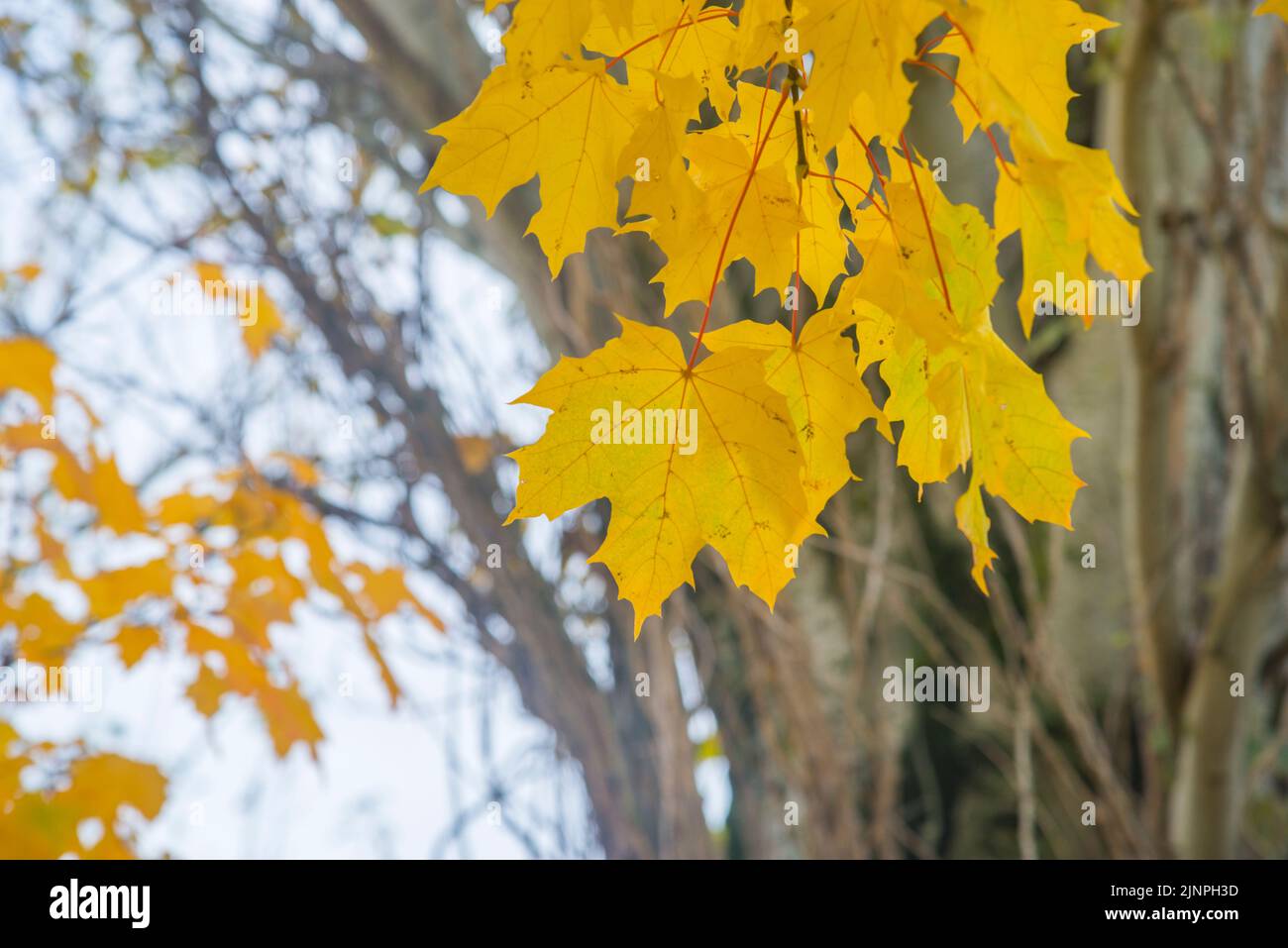 Arboles caducifolios hi-res stock photography and images - Alamy
