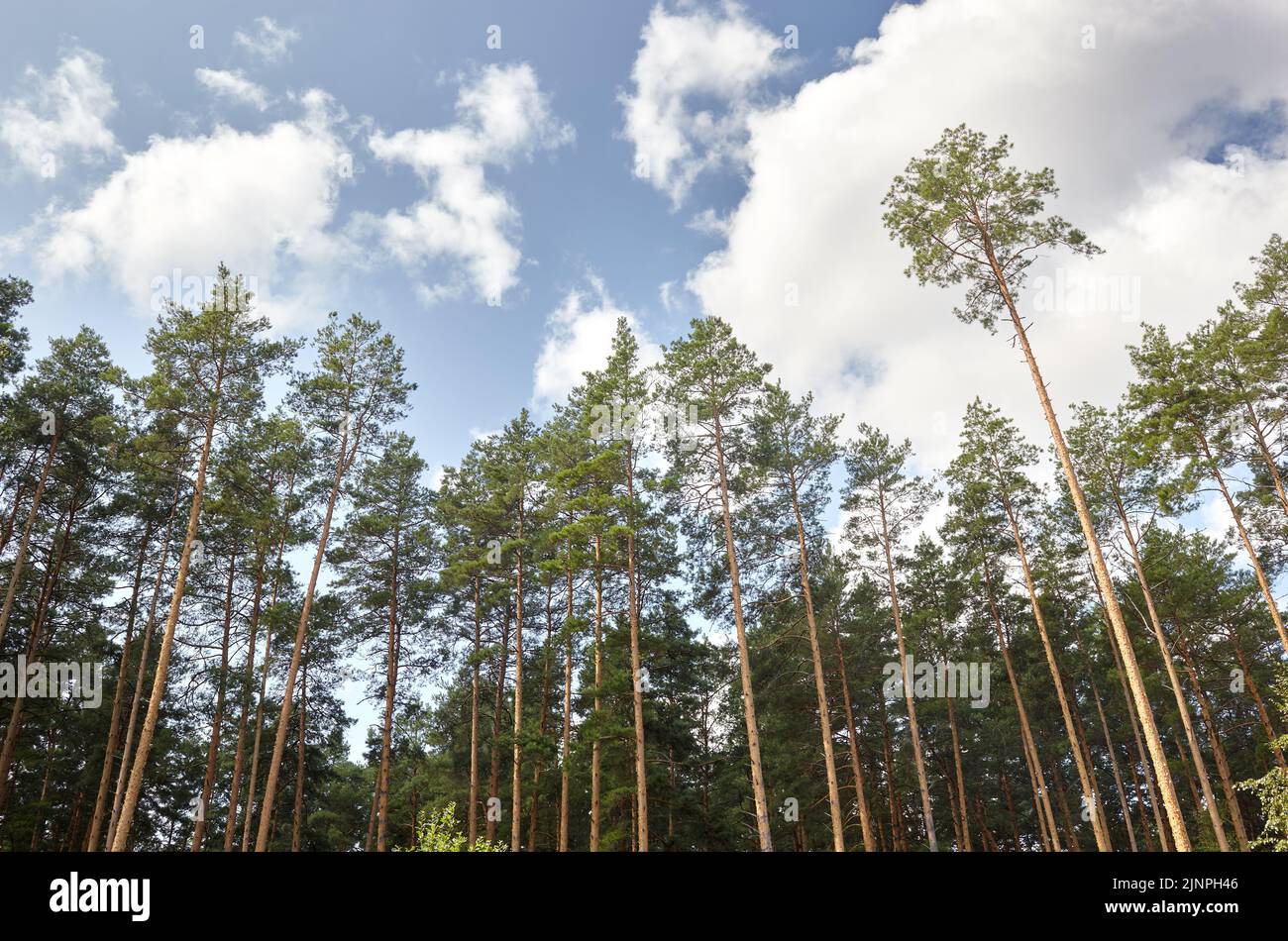 Pine tree forest. Beautiful summer forest on a summers day Stock Photo ...