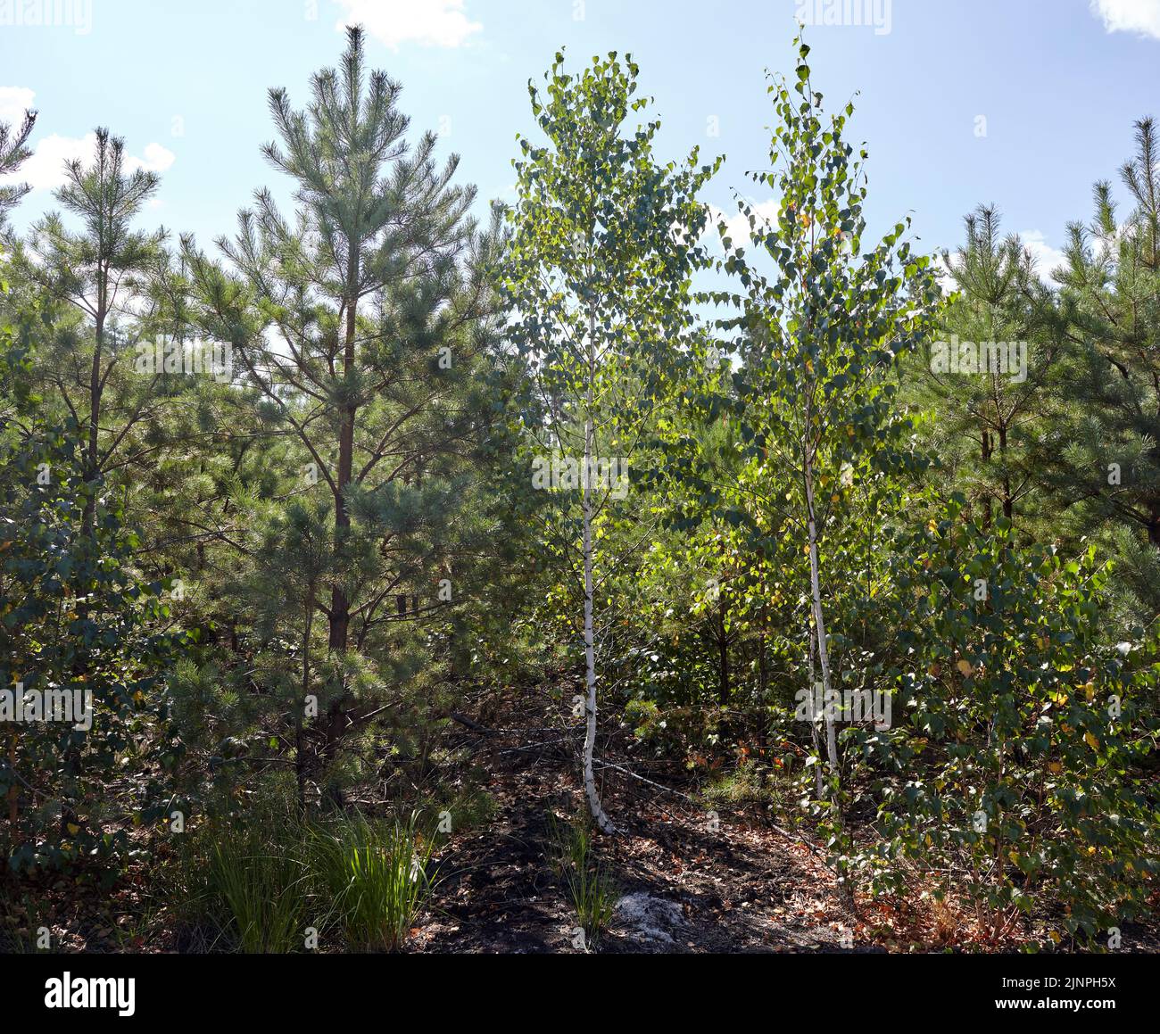 Pine tree and birch forest. Beautiful summer forest on a summers day ...