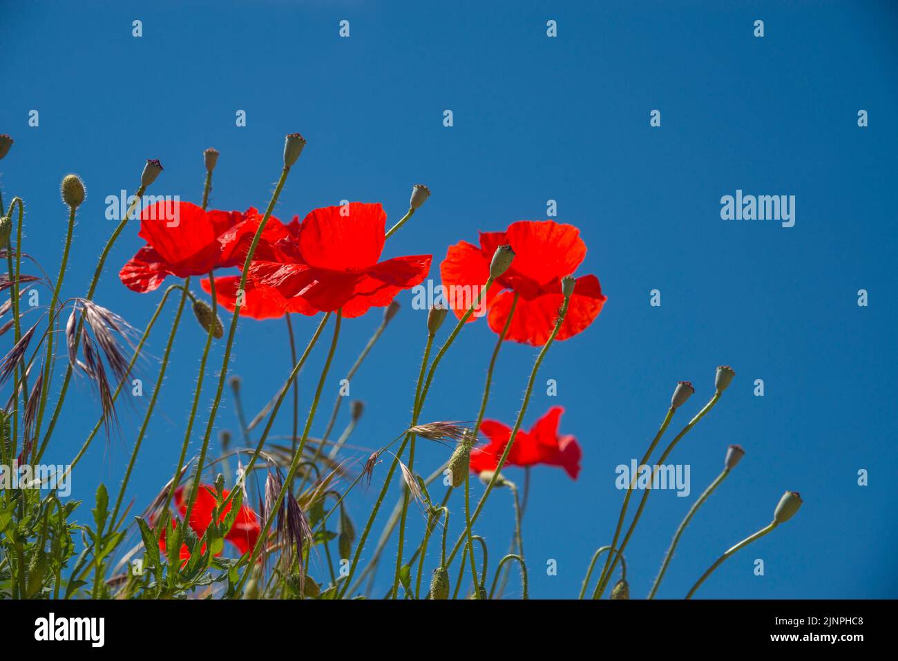 Plantas flores silvestres plantas hi-res stock photography and images ...