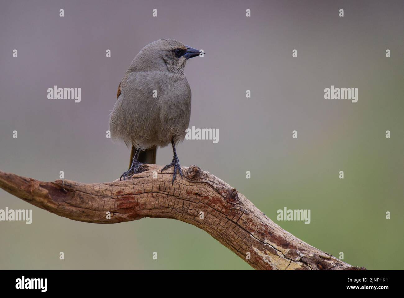 Bay winged Cowbird, Agelaioides badius, Calden forest, La Pampa ...