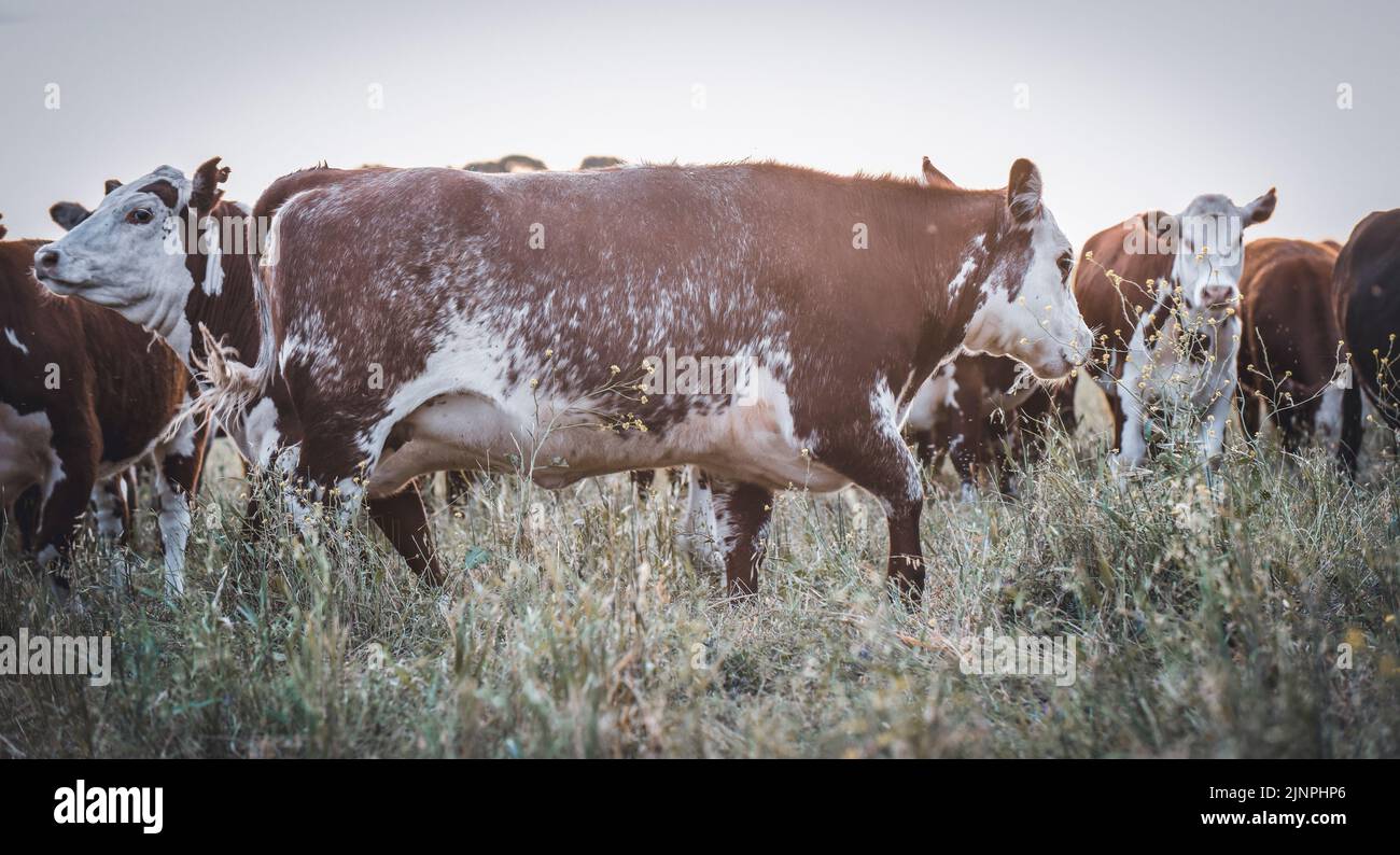 Cows raised with natural pastures, meat production in the Argentine ...