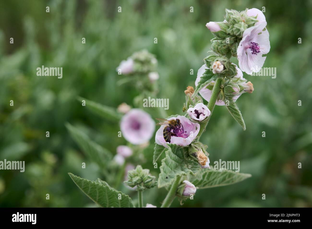 Wild flower Althaea officinalis in the garden Stock Photo - Alamy
