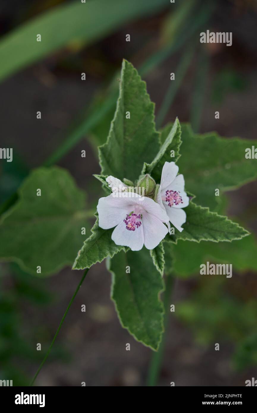 Wild flower Althaea officinalis in the garden Stock Photo - Alamy