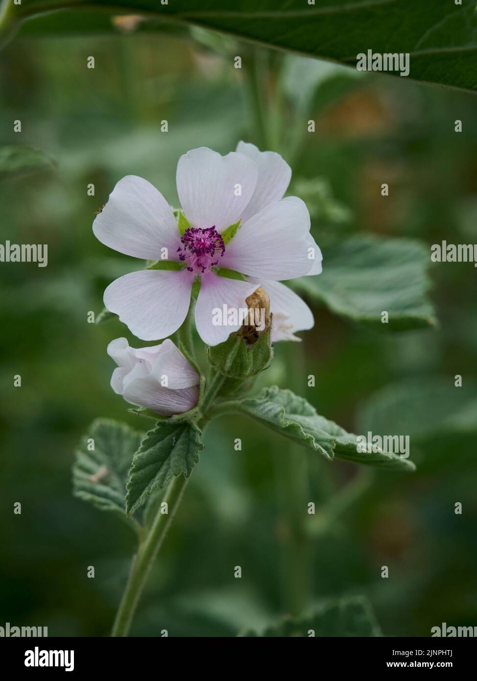 Wild flower Althaea officinalis in the garden Stock Photo - Alamy