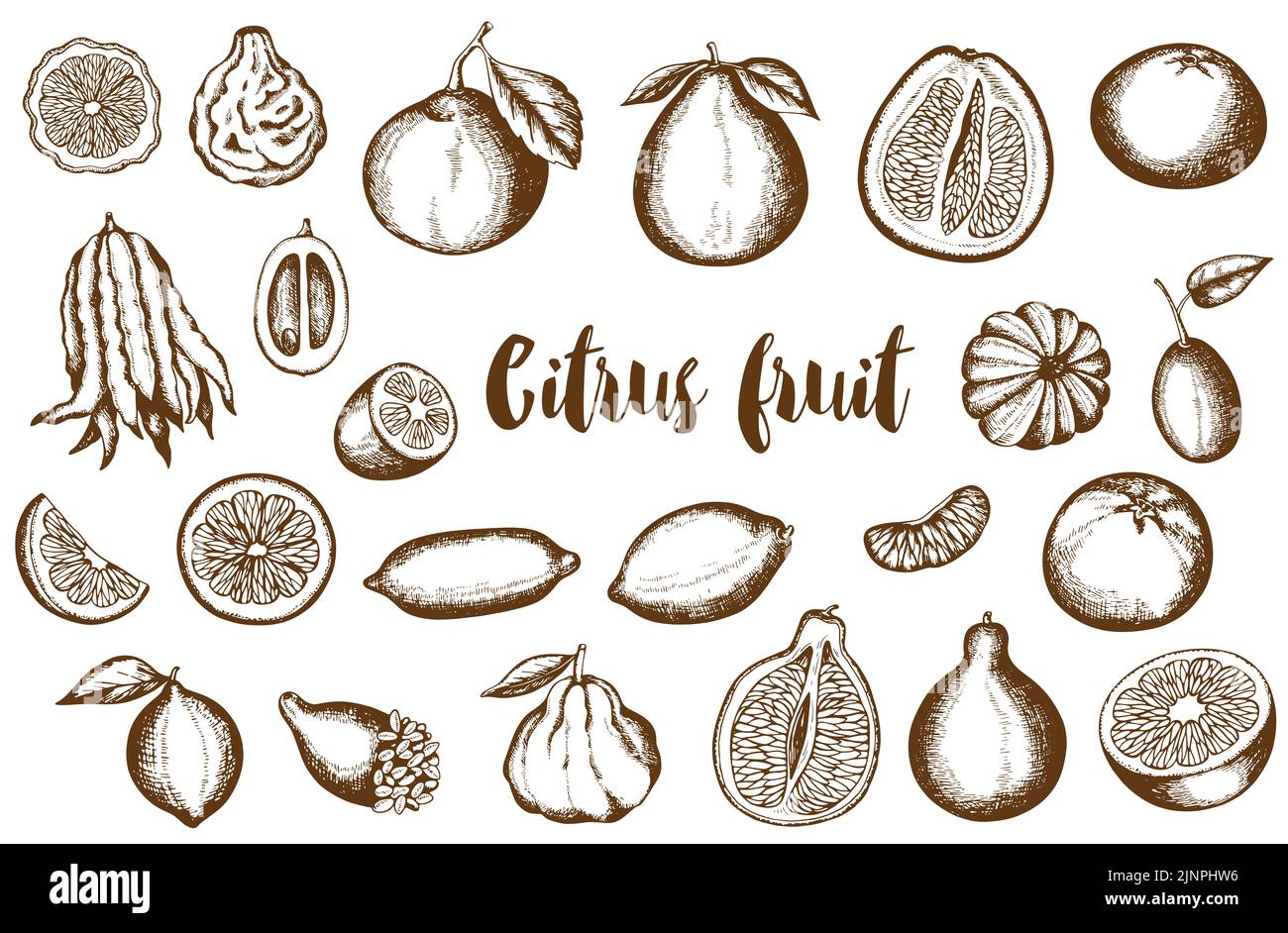 Vintage hand drawn citrus fruit collection Stock Photo - Alamy