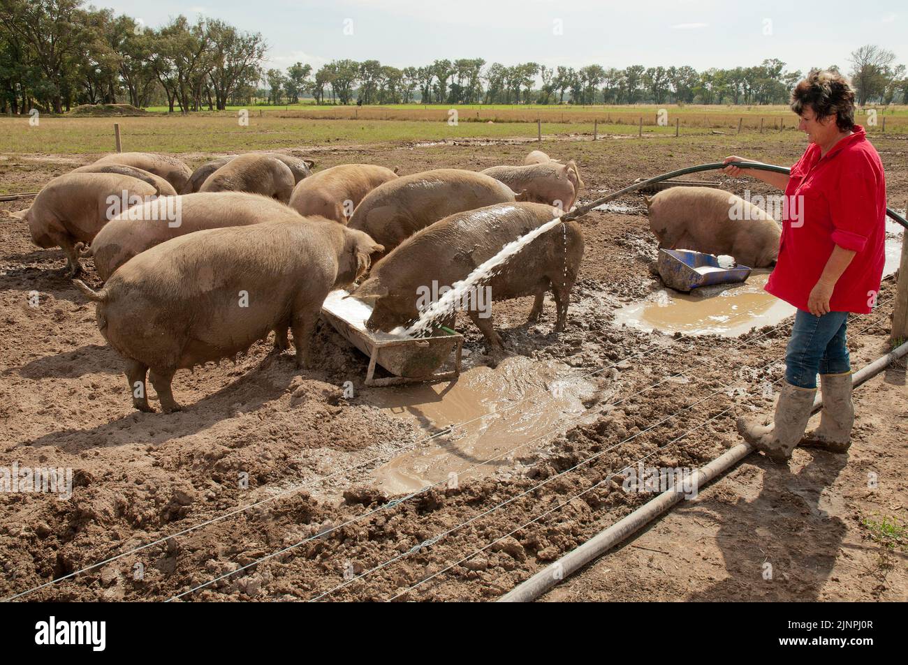 Sharon Shumski, pig farmer some of her stock with waste whey from a ...