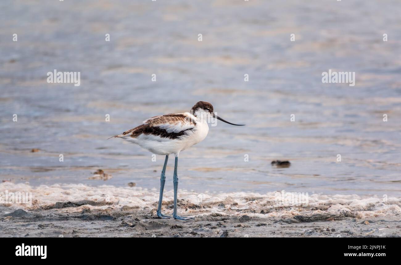 Water bird pied avocet, Recurvirostra avosetta, feeding in the lake ...