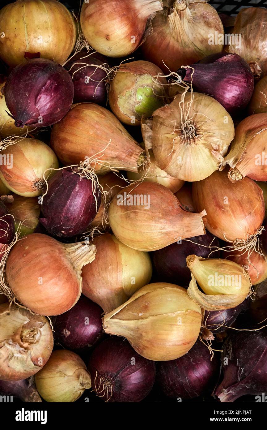 Vegetable background from organic onions Stock Photo - Alamy