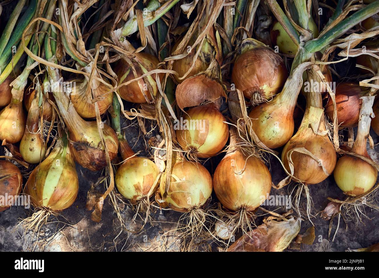 Vegetable background from organic onions Stock Photo - Alamy