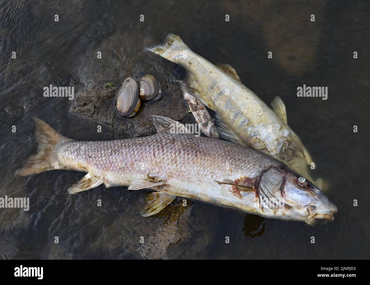 Lebus, Germany. 13th Aug, 2022. Dead fish and mussels lie on stones in ...