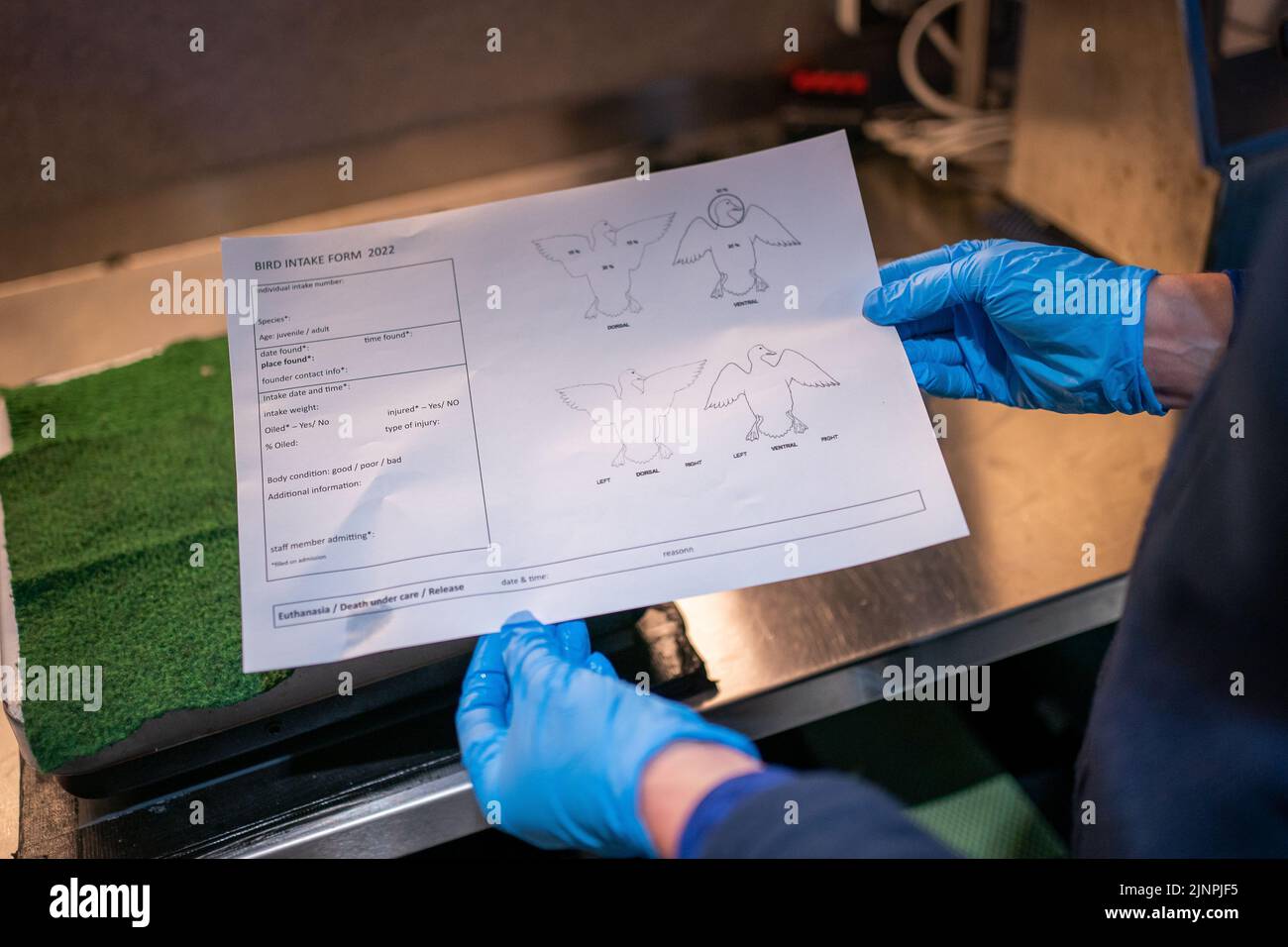 A bird intake form detailing the health checks of puffins at the Sea ...