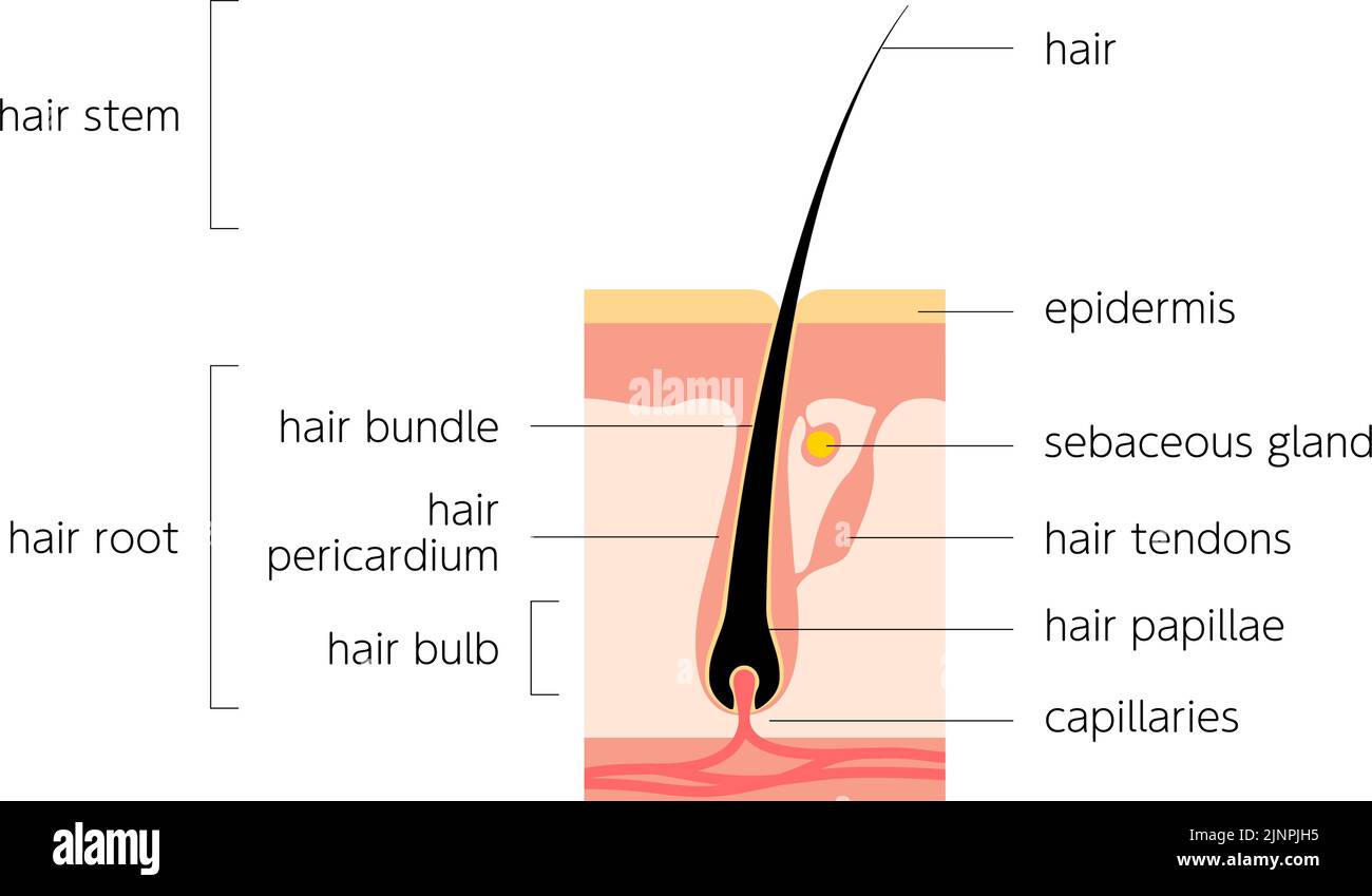 Diagrammatic illustration of hair, cross-sectional view Stock Vector ... Diagrammatic illustration of hair, cross-sectional view Stock Vector ...
