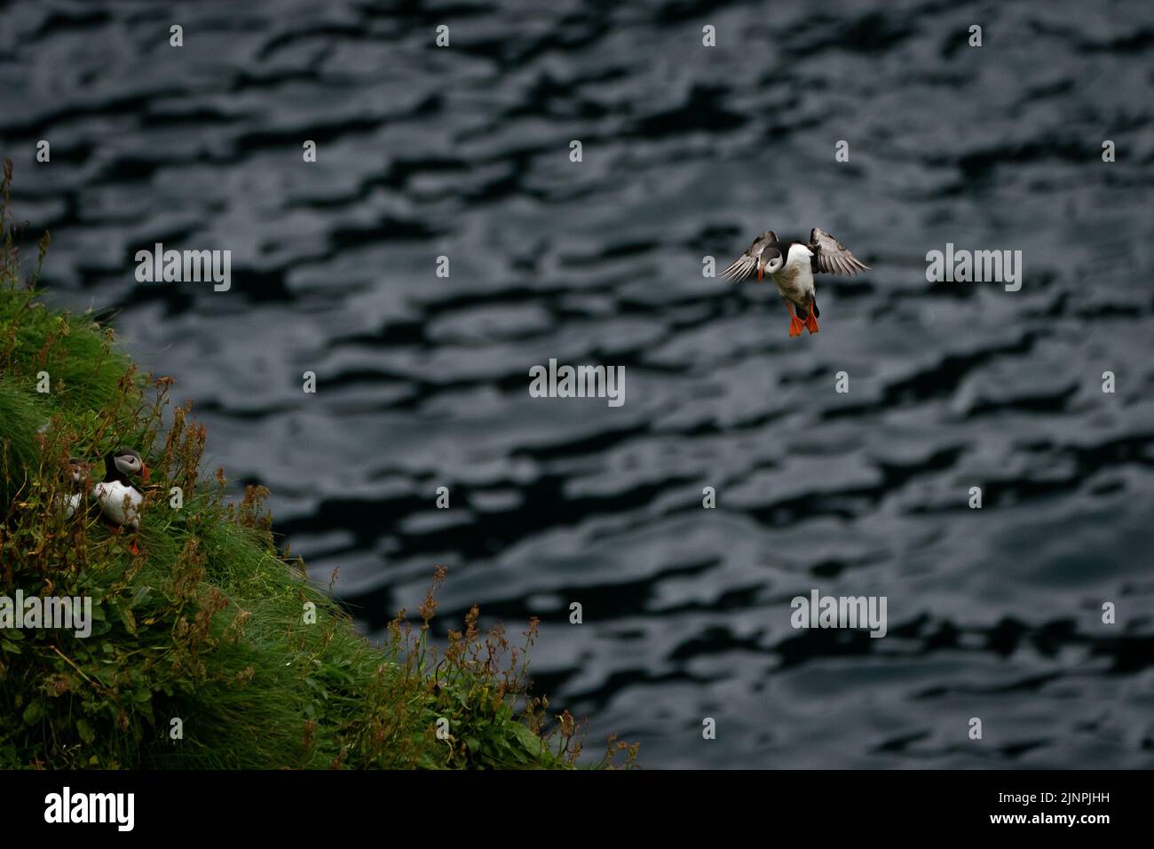 Puffins are seen from the cliffs of Heimaey island, Vestmannaeyjar ...