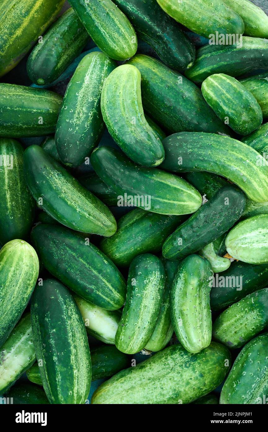 Harvest cucumbers hi-res stock photography and images - Alamy