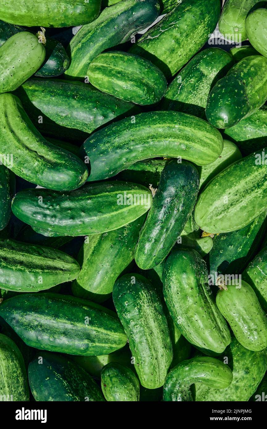 Harvest cucumbers hi-res stock photography and images - Alamy