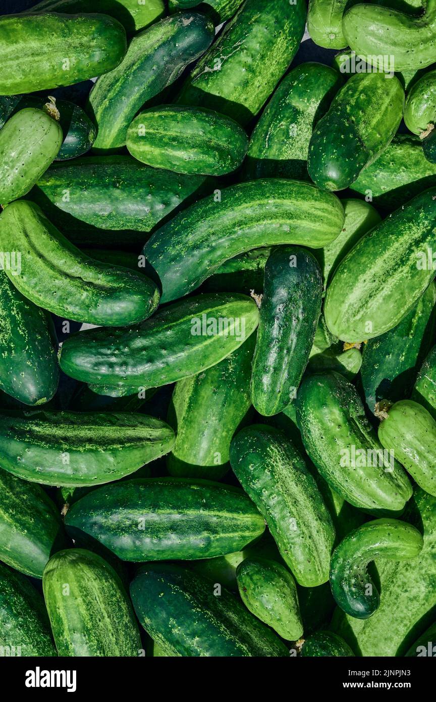 Harvest cucumbers hi-res stock photography and images - Alamy