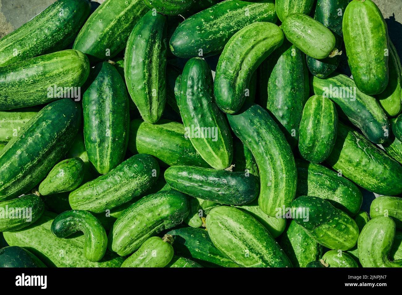 Harvest cucumbers hi-res stock photography and images - Alamy